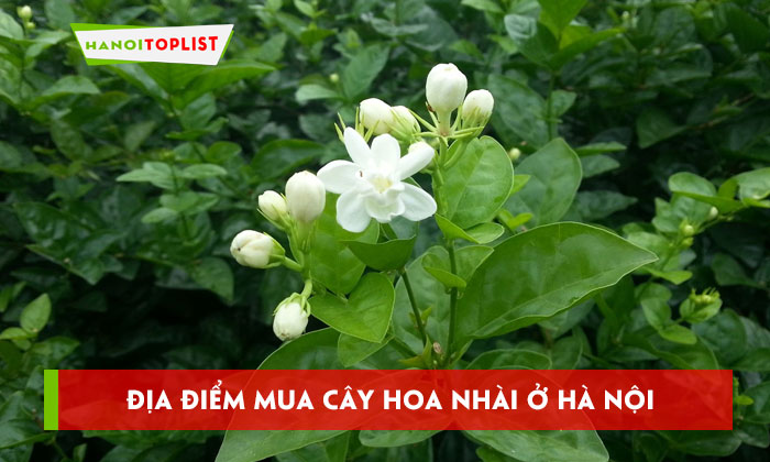 Mua cây hoa nhài ở Hà Nội tốt nhất? Ghé ngay TOP 10+ vườn ươm uy tín