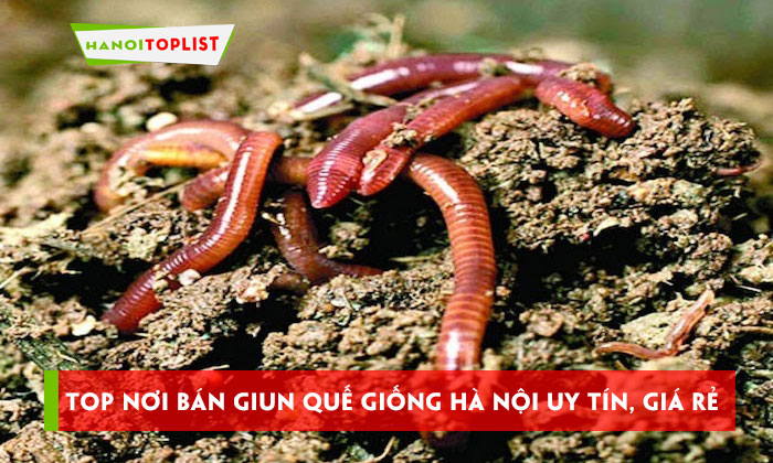 TOP 10+ nơi bán giun quế giống Hà Nội uy tín, giá rẻ | HaNoitoplist.com