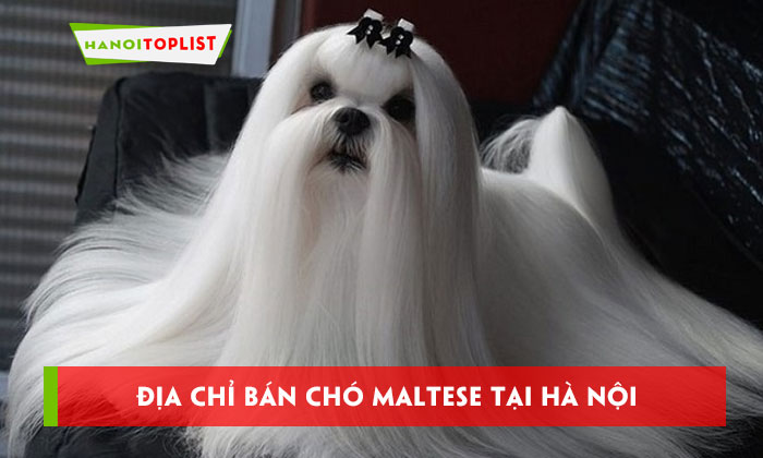 5+ địa chỉ bán chó Maltese tại Hà Nội đẹp, khỏe, giá tốt