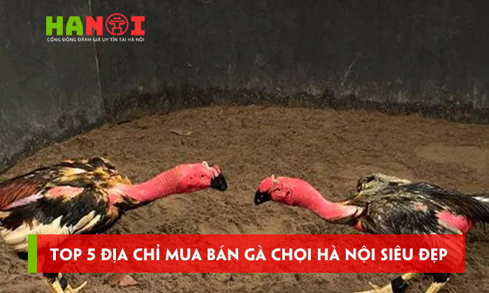 Top 5 địa chỉ mua bán gà chọi Hà Nội siêu đẹp, siêu khỏe | HaNoitoplist